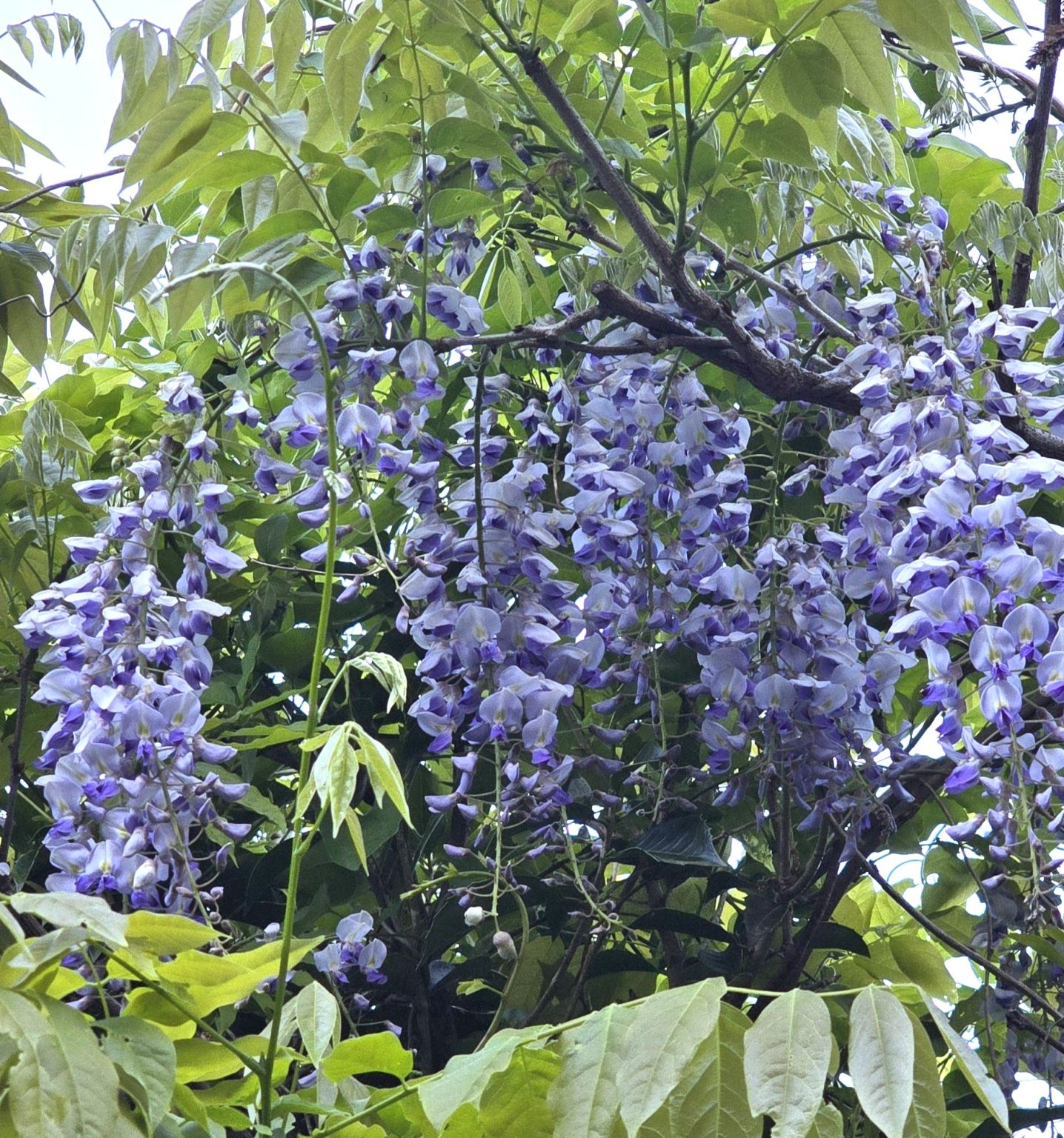 May Reflection: Wisteria and the Wisdom of “Nonduality” | ICHIBATA YAKUSHI BUDDHIST ZEN TEMPLE